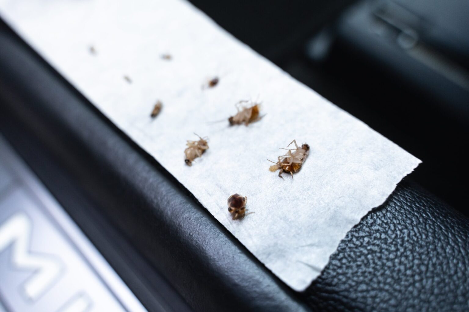 The Importance of Car Fumigation Services: Protect Your Vehicle from ...